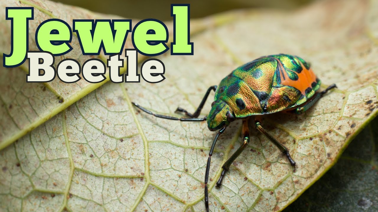 The Iridescent Jewel Beetles - YouTube