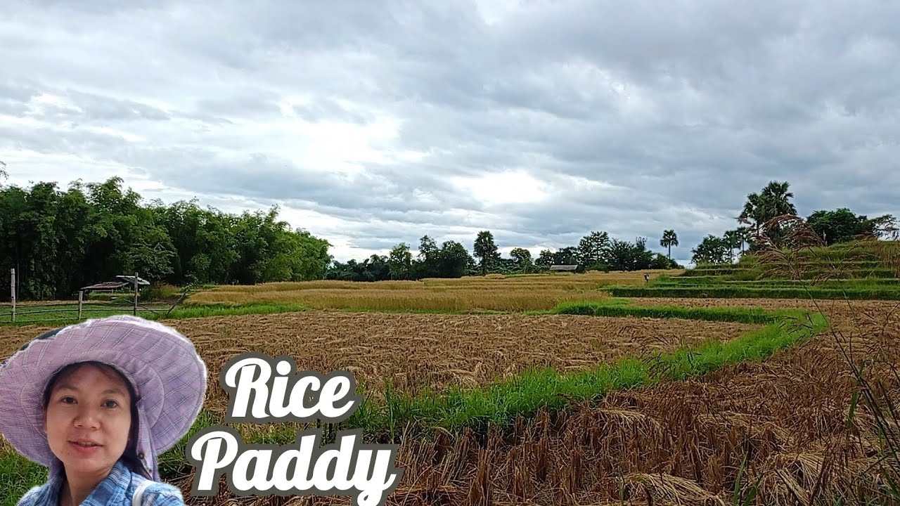 Rice Paddy Farm In The Rural Of Thailand - YouTube