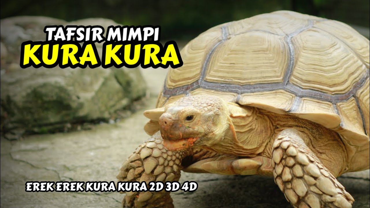 Tafsir Mimpi Kura-Kura & Erek Erek Kura Kura 2D 3D 4D - YouTube