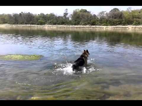 Tiger (Alsatian) in Viyas RIVER at NADAUN in Himachal Pradesh. - YouTube