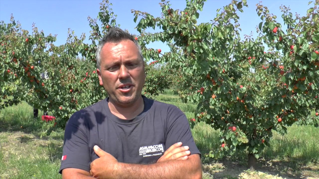 L'azienda agricola Muratori & C di Longiano (FC) presenta le albicocche ...