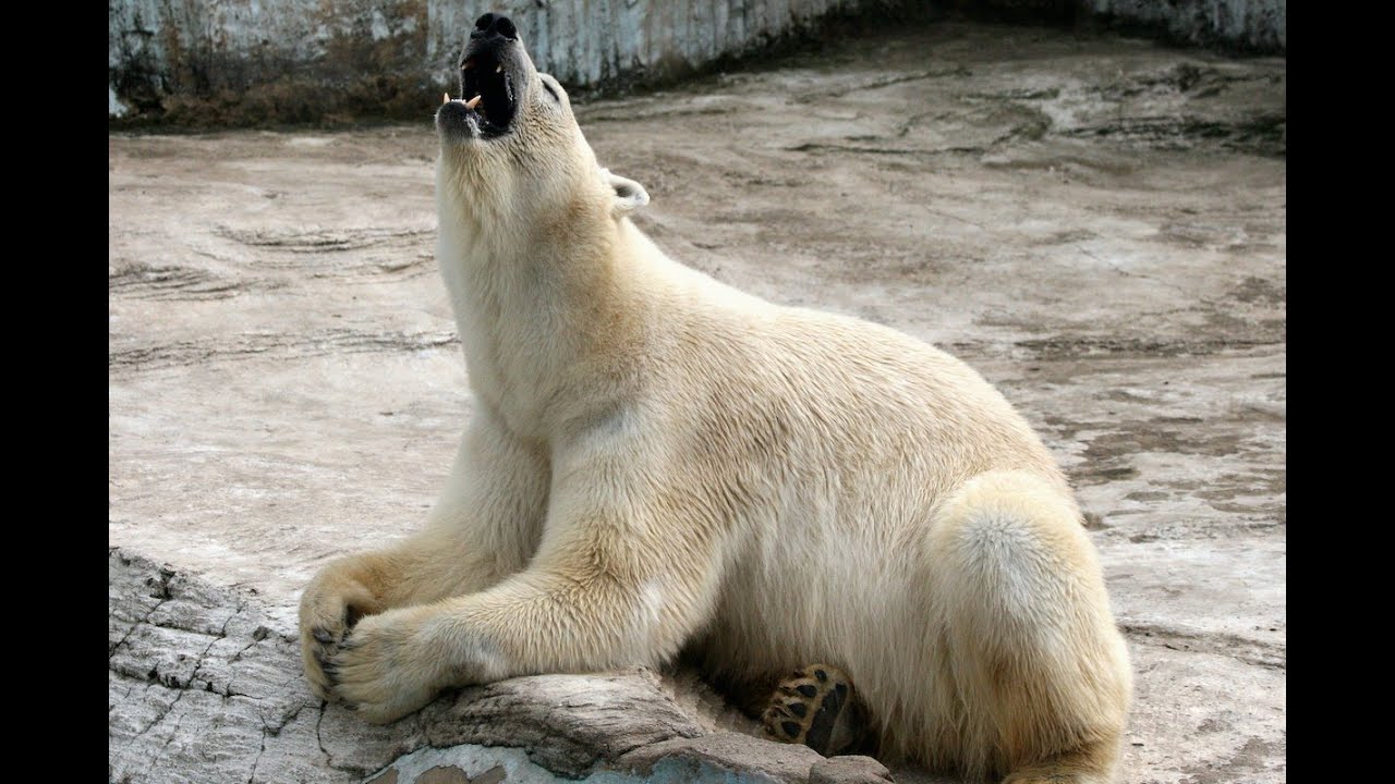 5 Reasons Why Zoos are Bad for Animals - YouTube