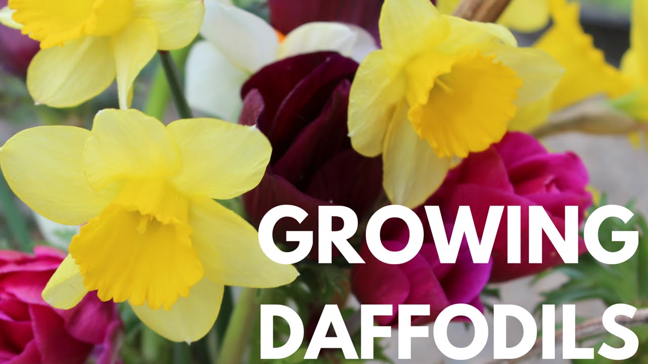 How to Grow/Plant Daffodil Bulbs Growing Flowers Gardening for ...