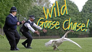 MDQL: Wild Goose Chase