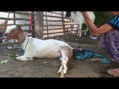 MEMBANTU PROSES KAMBING SUSAH MELAHIRKAN