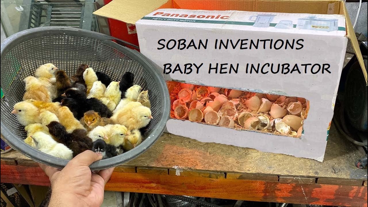 DIY-Homemade Cardboard Incubator Hatching with 100% result - YouTube