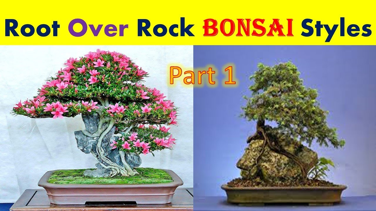 Root Over Rock Bonsai Techniques | Easiest Way To Create Root Over Rock ...