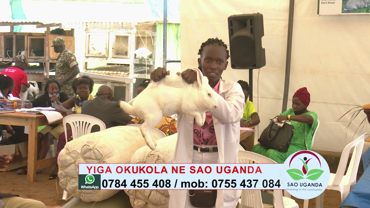 Meet one of the biggest rabbits in africa - YouTube