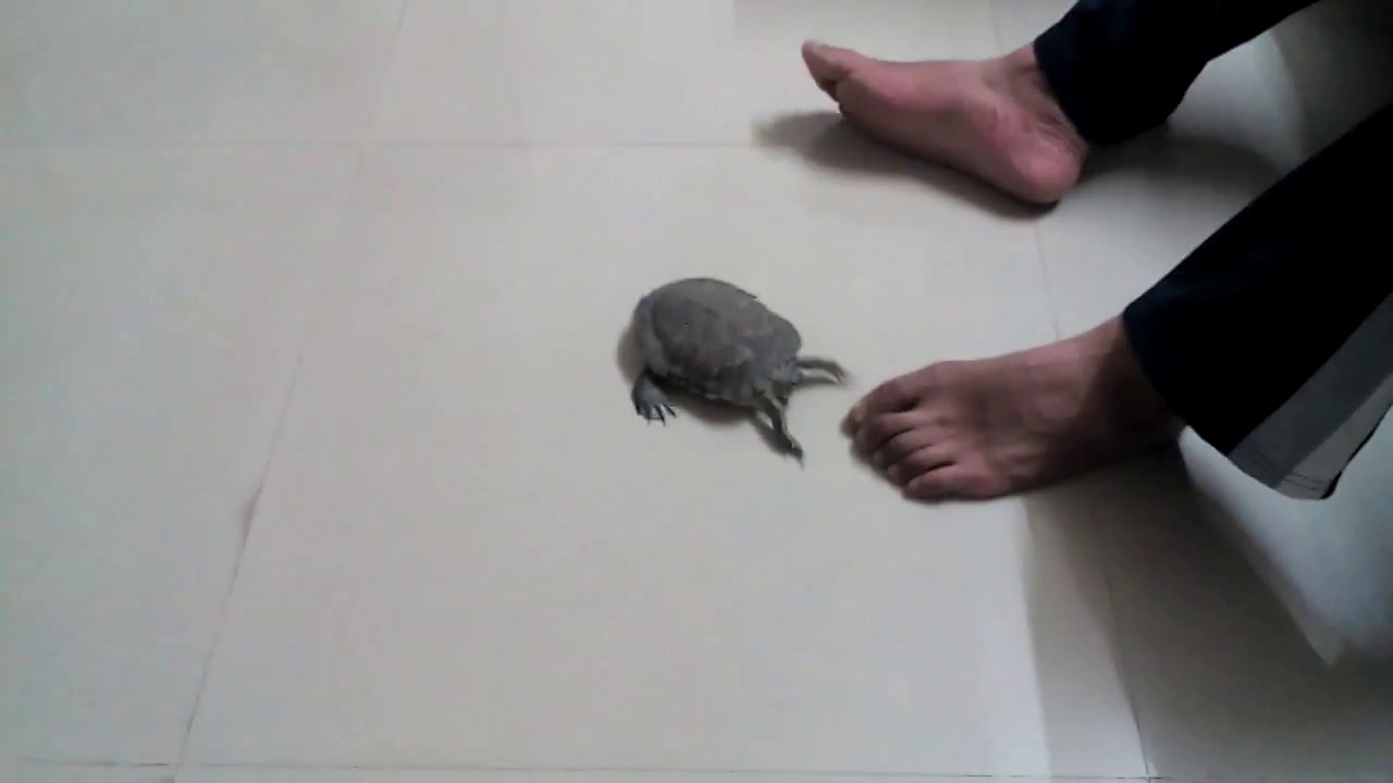 Little turtle...loves his toes follows everywhere... India .... funny ...