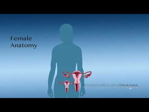 Animation of Female Anatomy.