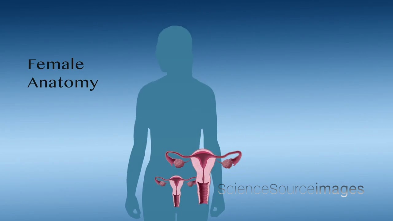 Animation of Female Anatomy. - YouTube