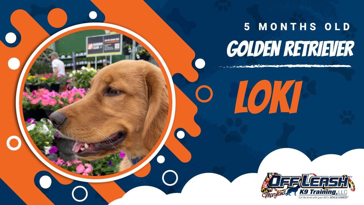 Golden Retriever ~ Loki~ Off Leash K9 Training Maryland~ 2 Week Board ...