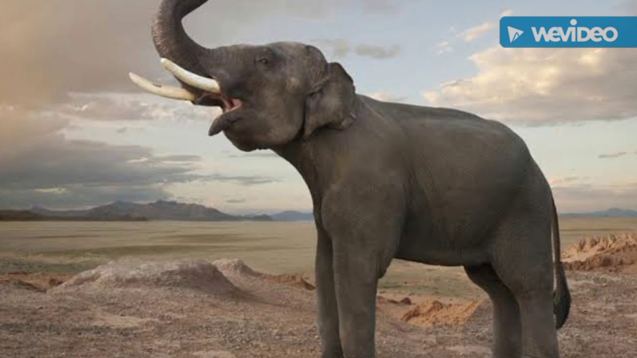 Elephant is a gentle and intelligent animal - YouTube