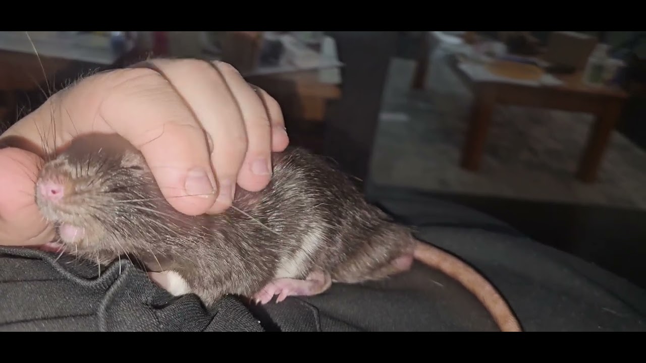 Ratto Yawns - YouTube
