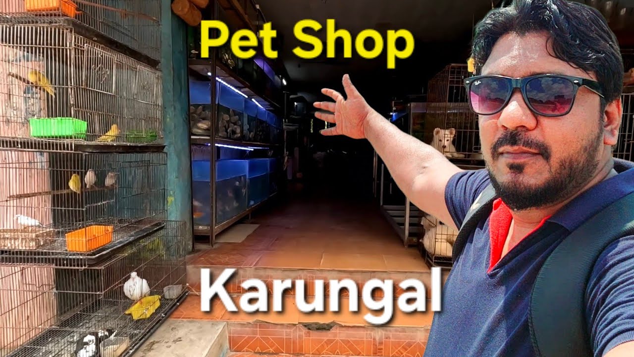 Fish Aquarium 🐟 in Karungal @jackwesvlogs #fish #fishaquarium #pets # ...