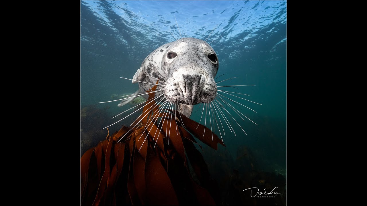 Photographing Seals in the Farne Islands - YouTube