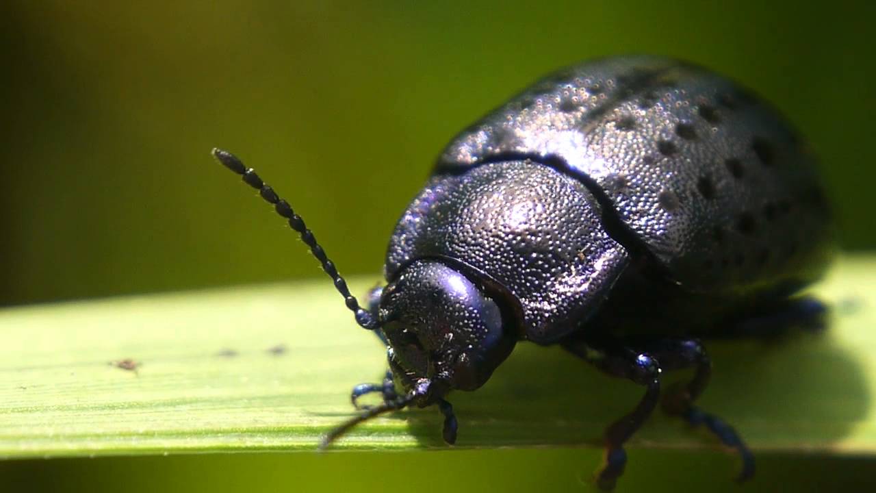 ハッカハムシ Chrysolina exanthematica の歩行・身繕い - YouTube