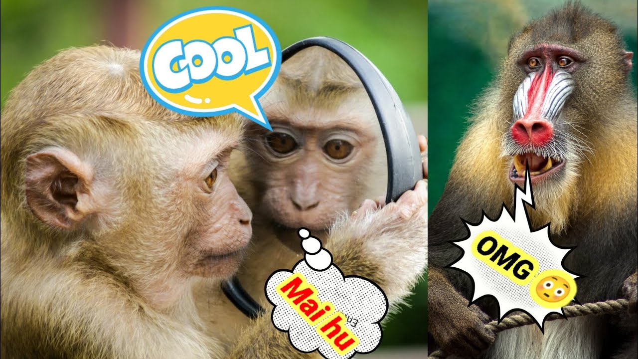 Monkey Video || Monkey Vlog || Vlogs Video || Funny Video - YouTube