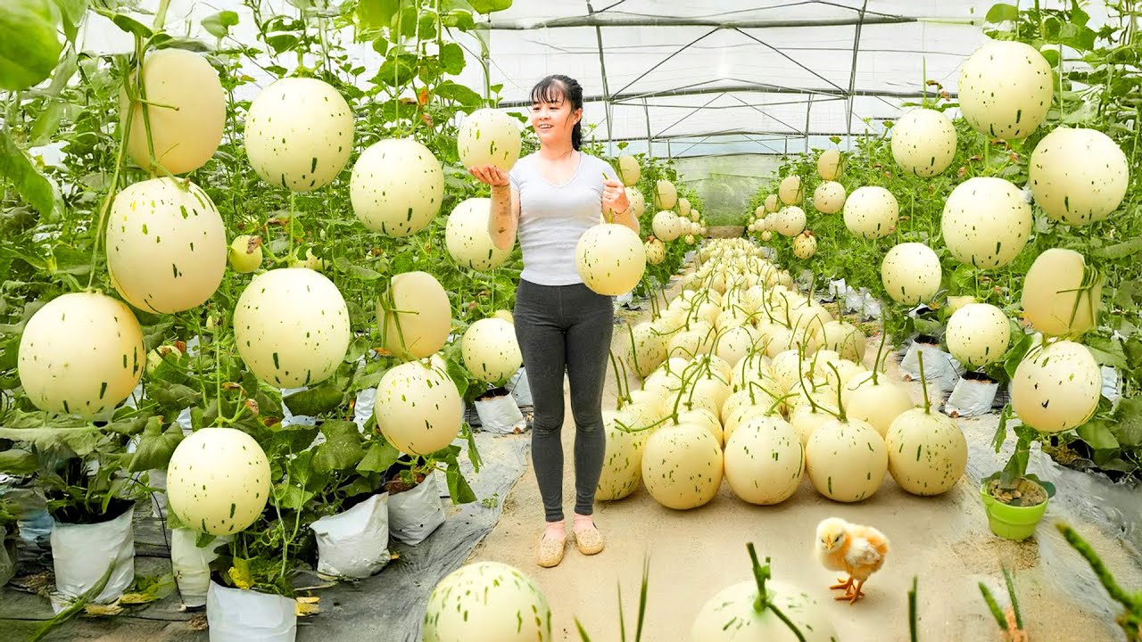 Harvesting Milk Melon to Sell at Countryside Market – Growing Clean ...