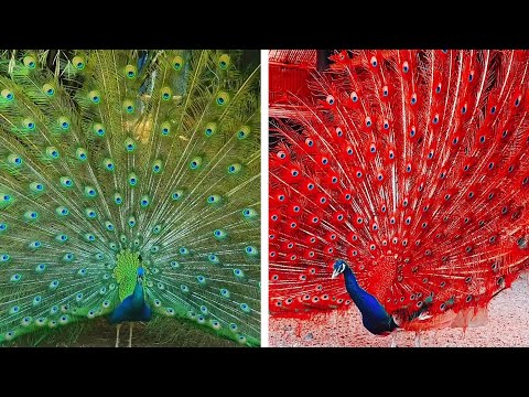 Peacock In The Wind, Beautiful, Colourful, Natural Peacocks Video #51 , Beauty of peacocks #nature