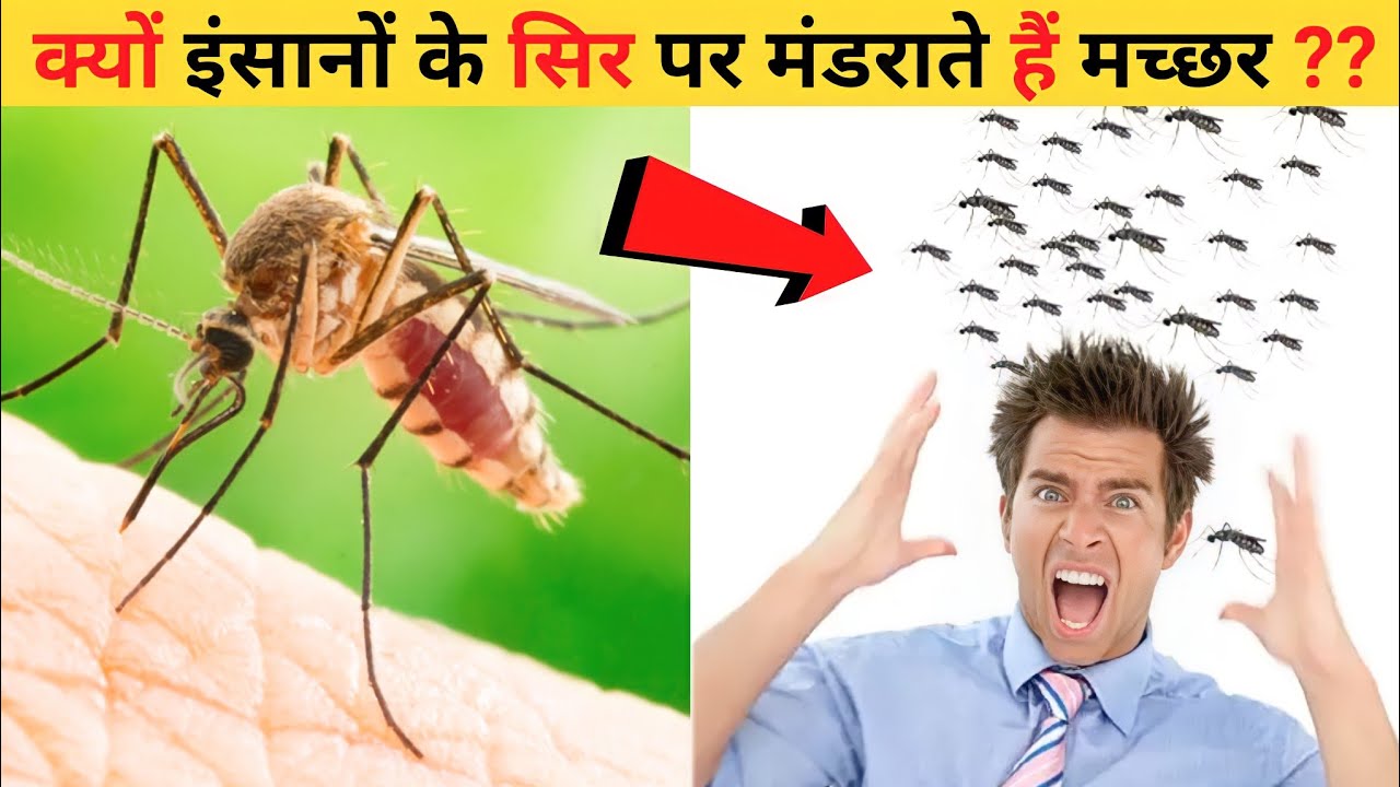 मच्छर इंसानों सिर पर क्यों मंडराते हैं 🤔| Why Mosquitoes Fly Over Human ...