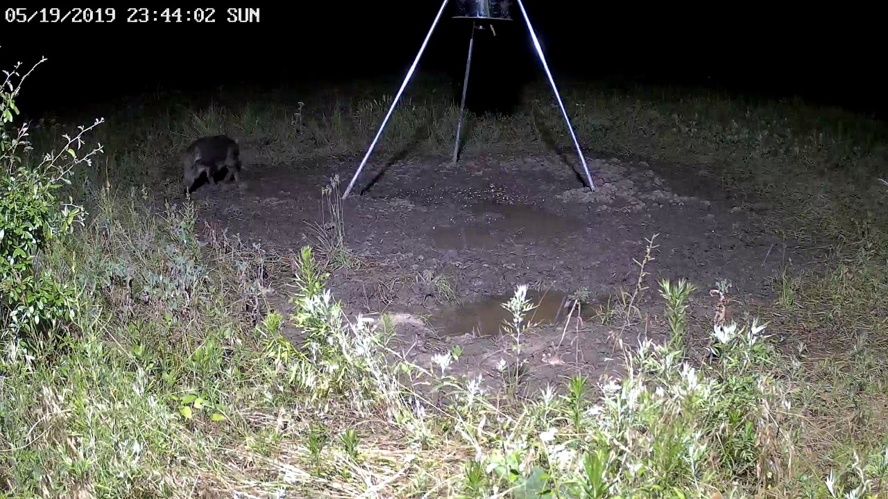 Wild Hog On Camera 5-19-19 (Feeder 4) - YouTube