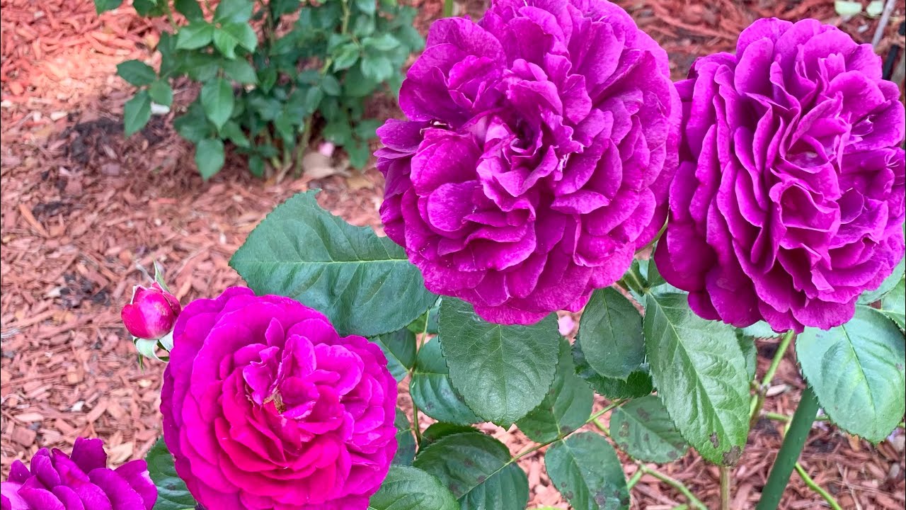 Twilight Zone - gorgeous Grandiflora rose with deepest velvety purple # ...