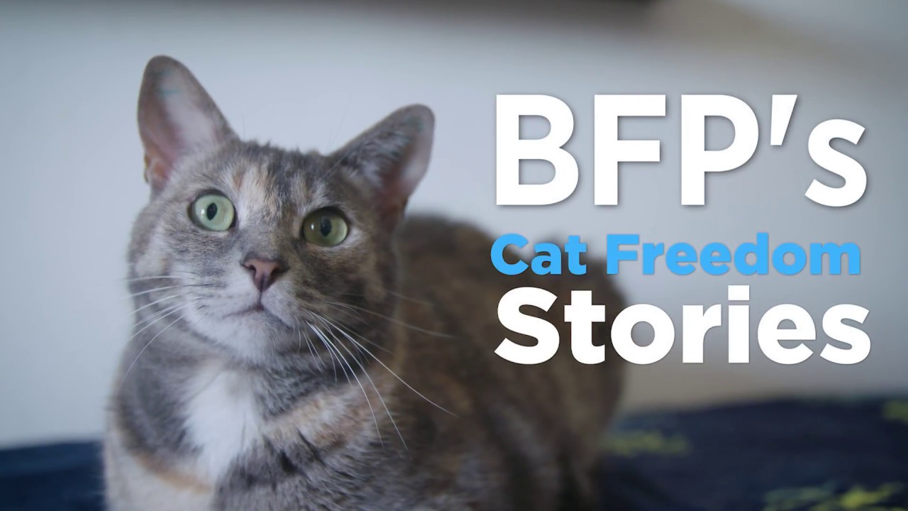 Adopt A Laboratory Cat - YouTube