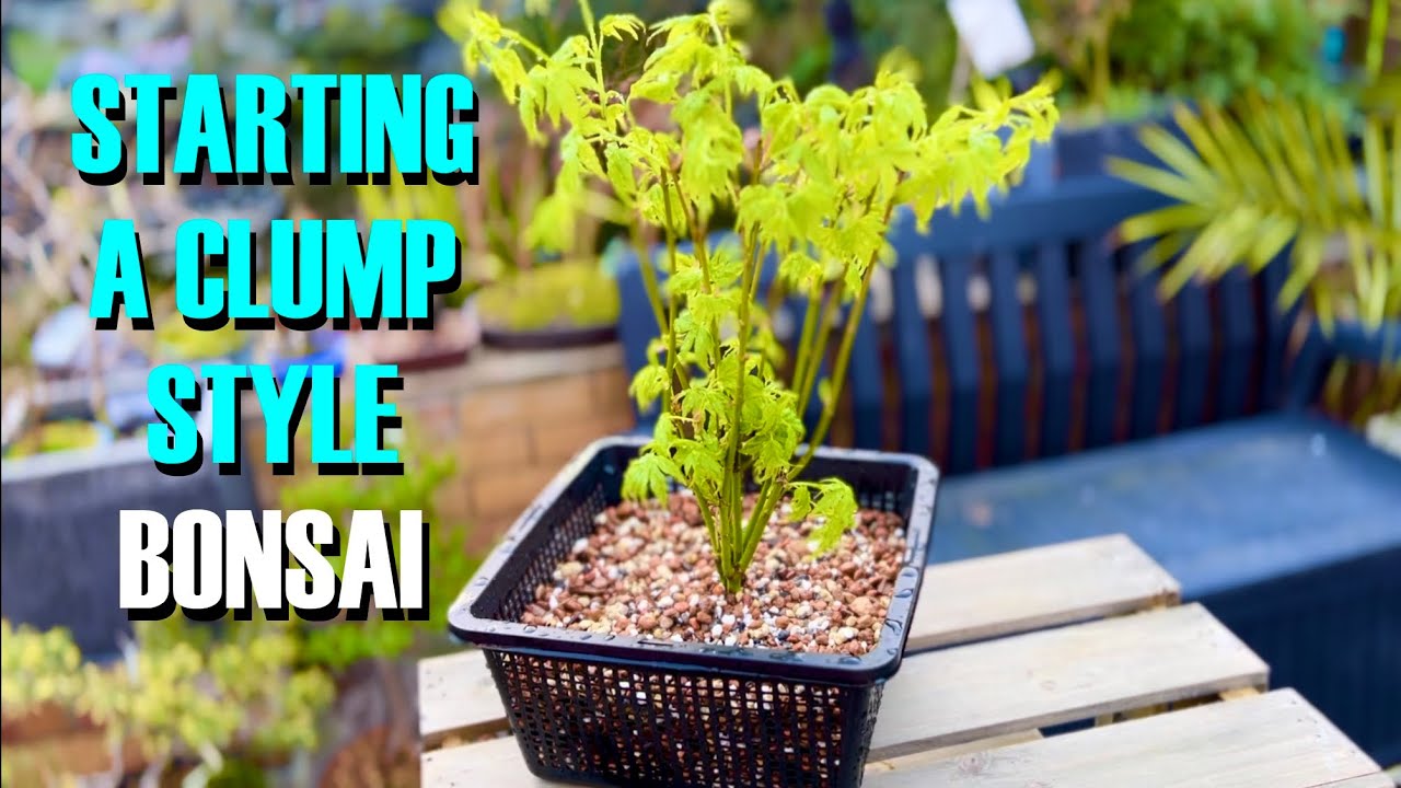 Starting a Kabudachi Clump Style Japanese Maple Bonsai - YouTube