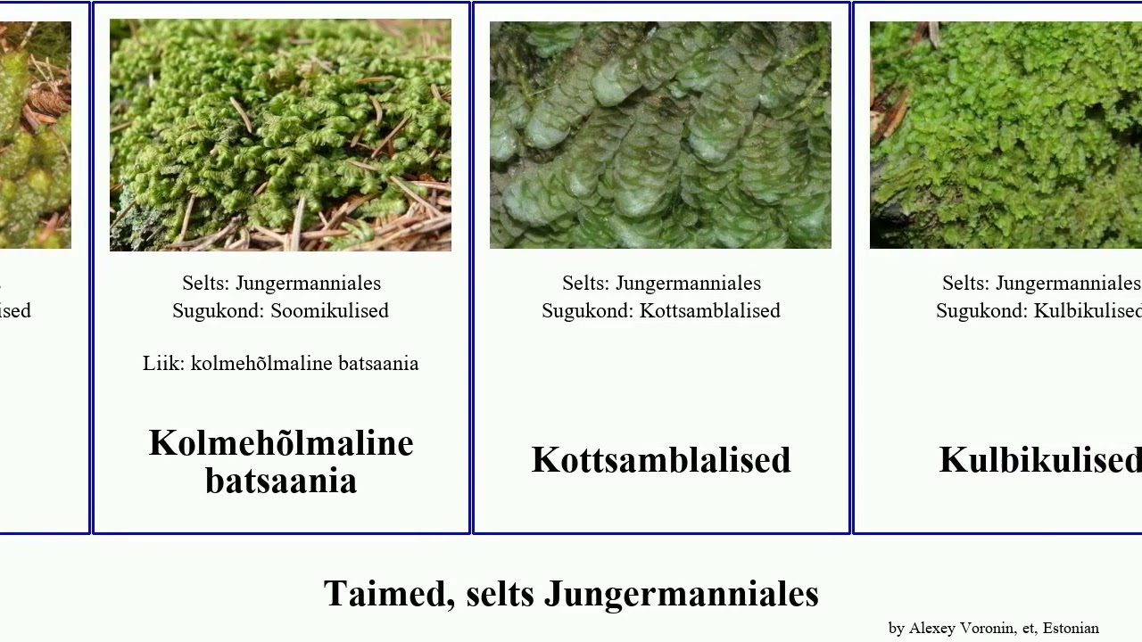 Taimed, selts Jungermanniales kulbik kottsammal plants harilik ...