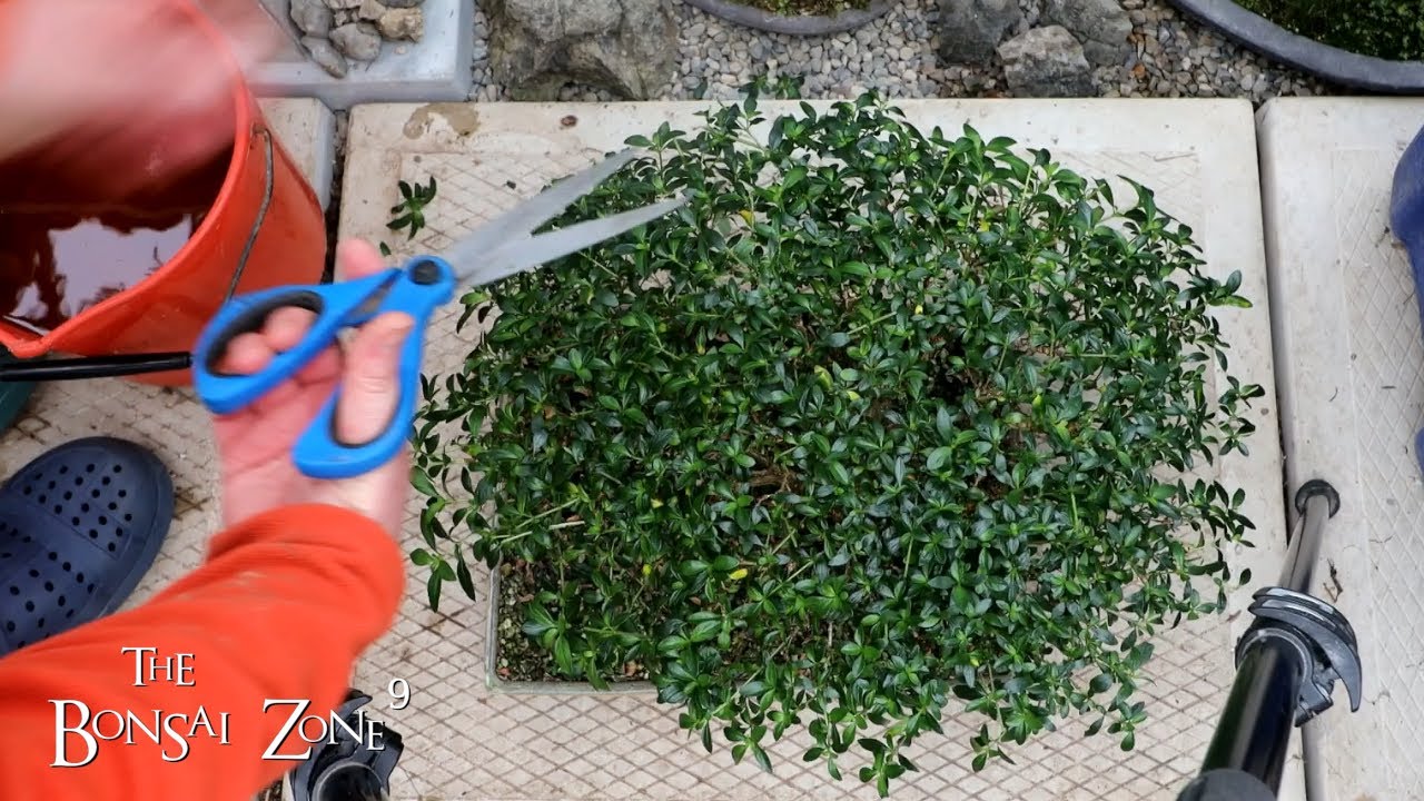My Pierneef Style Serissa, The Bonsai Zone, April 2022 - YouTube