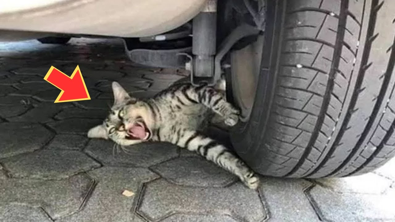 The man thought he had run over the cat, but it was much scarier than ...