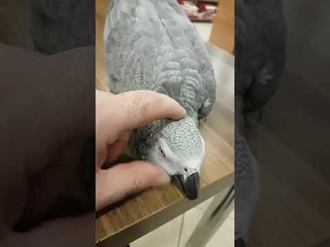 #Jako #Papağan  Masaj zamanı :) parrot jako papağan