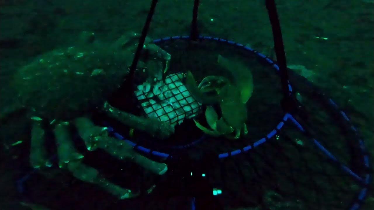 Underwater footage of crab hoop net - YouTube