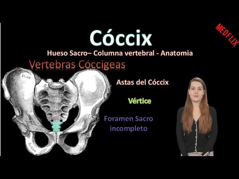 🦴 Cóccix - Columna Vertebral - Anatomía - YouTube