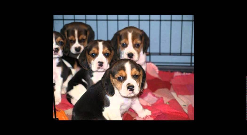 beagle puppies from birth to 7 weeks - YouTube