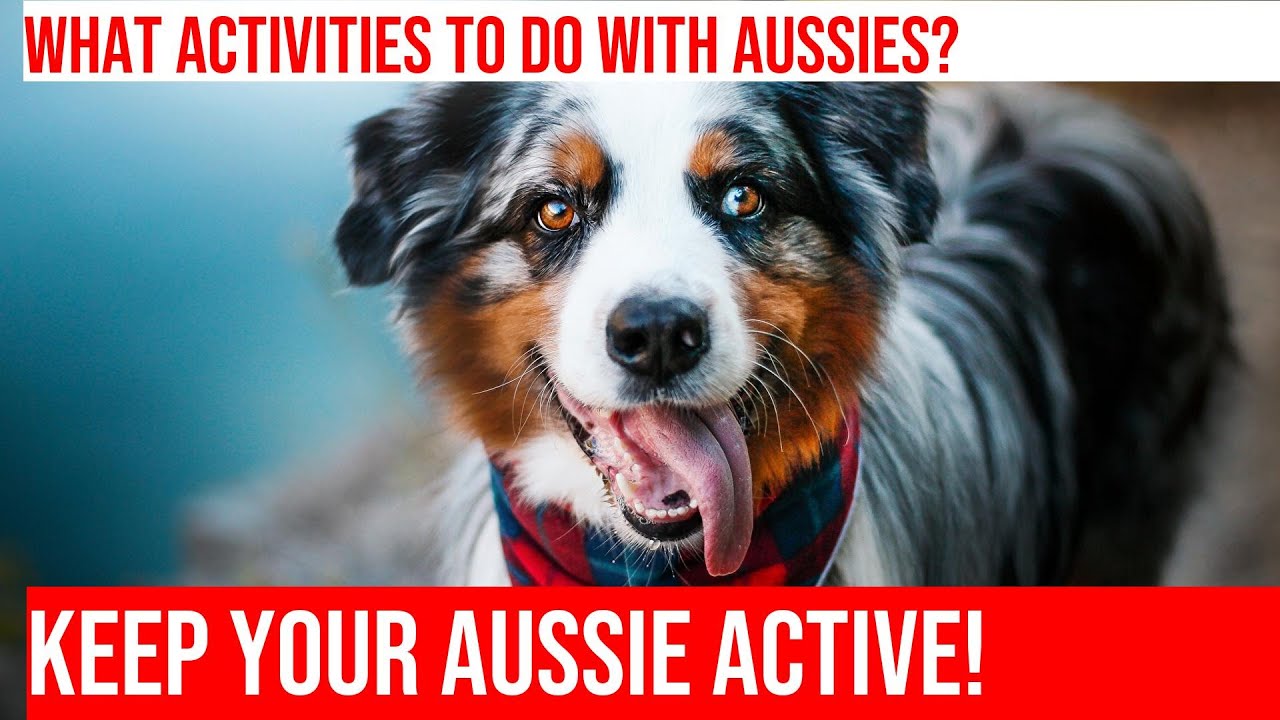 Indoor Activities to Keep Your Australian Shepherd Entertained - YouTube