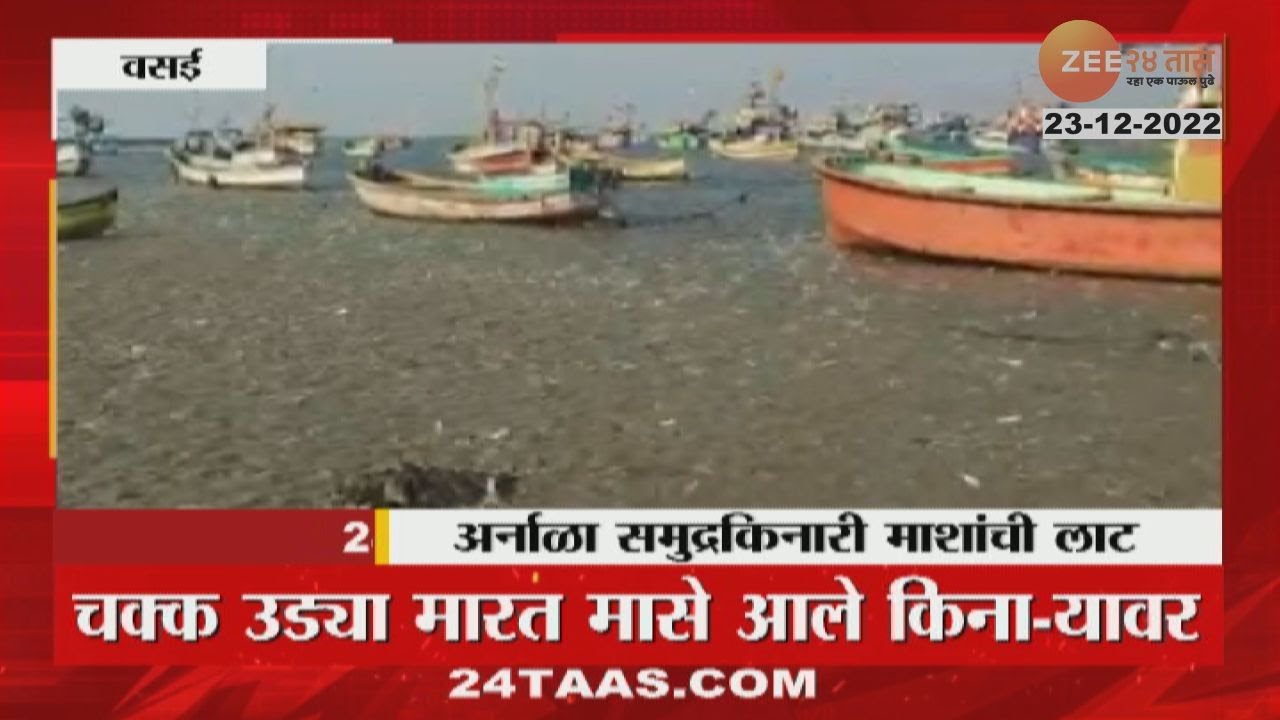 Arnala Beach Viral Video | अर्नाळा समुद्रकिनारी माशांची लाट, काय आहे ...