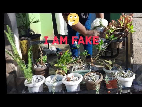 Identify the artificial flower prank...Flower Care and Broken tiles ...