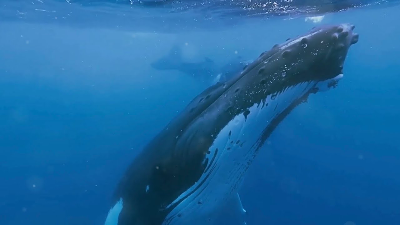 Discover the Hidden Role of Whales in Climate Change - YouTube