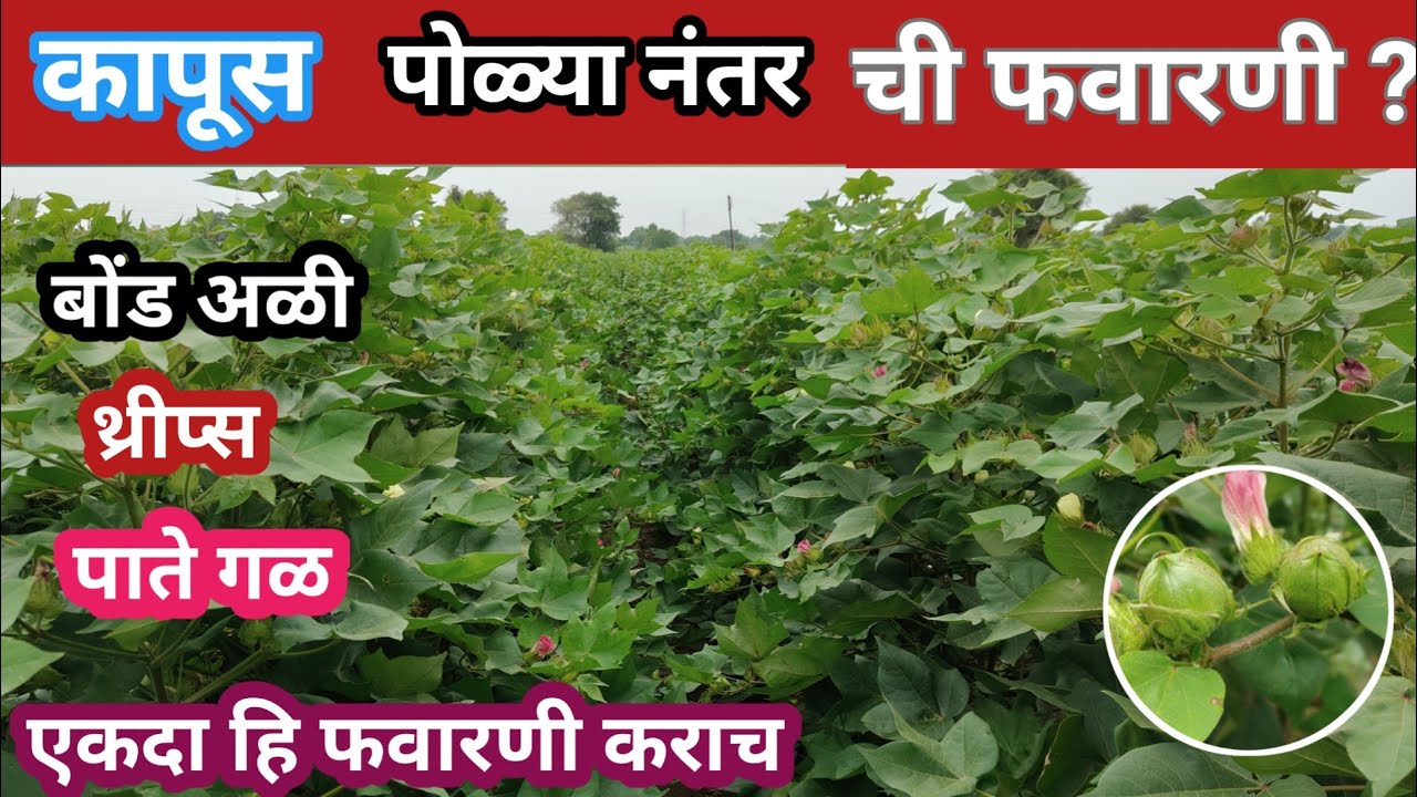 कापूस चौथी फवारणी कापूस पाचवी फवारणी हिच करा 200 बोंड Kapus chauthi ...