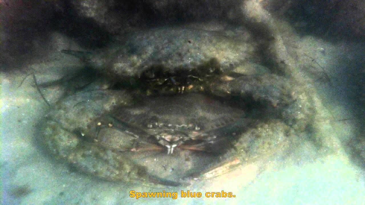 Tidal pool (man-made) conservation experiment 2+ yrs later.AVI - YouTube