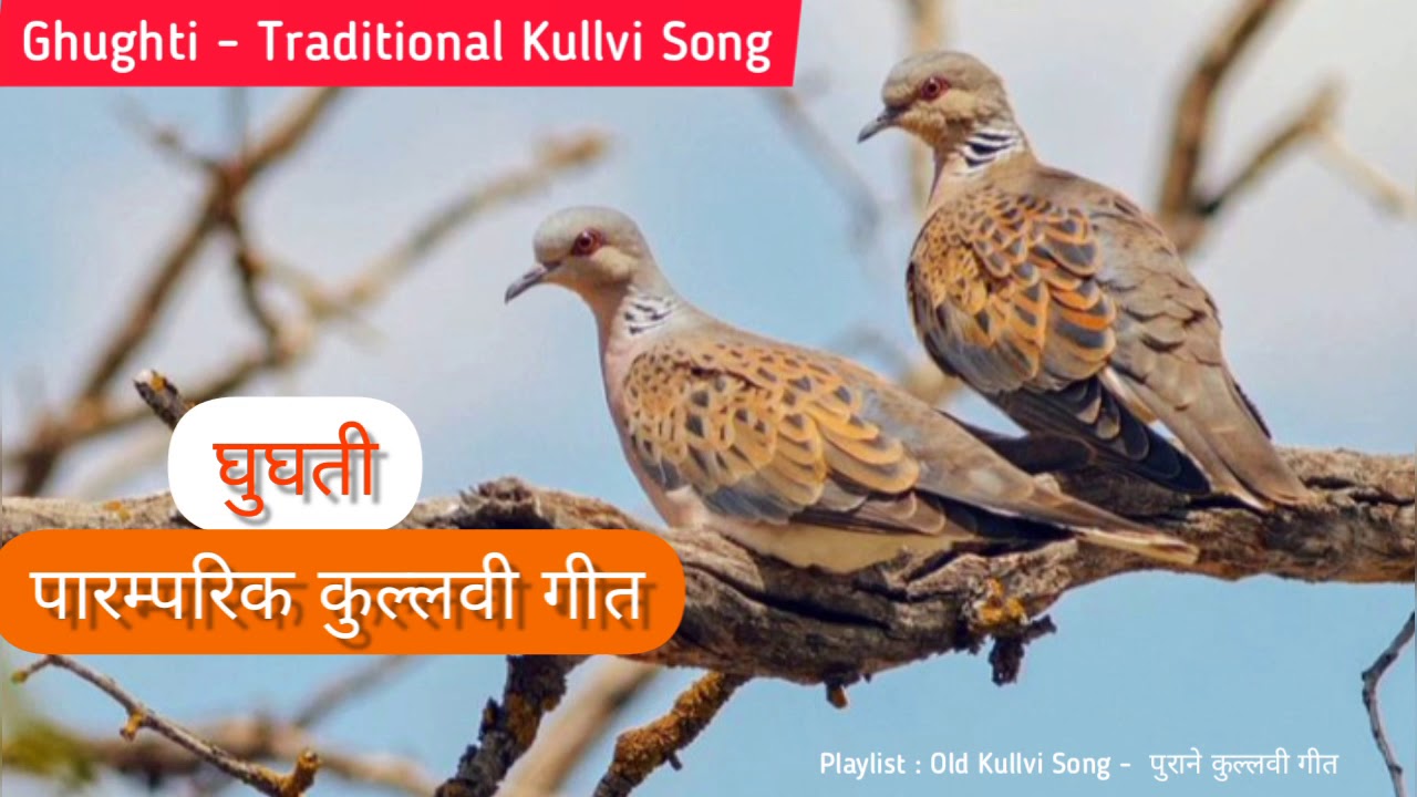 घुघती : पारम्परिक कुल्लवी गीत | Ghughti : Traditional Kullvi Song ...