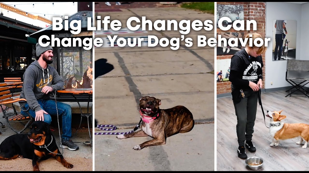 DogVlog 159: Big Life Changes Can Change Your Dogs Behavior - YouTube