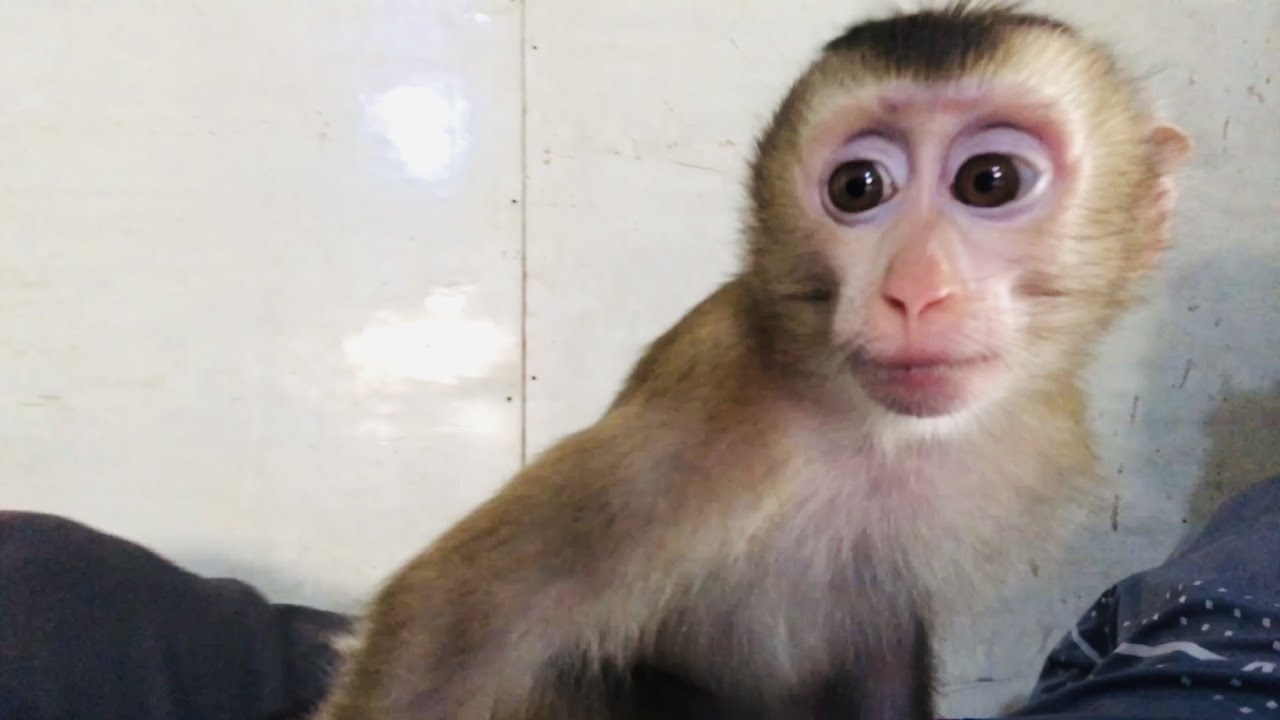 Su Su Monkey | Neighbors make noise Susu has trouble sleeping - YouTube