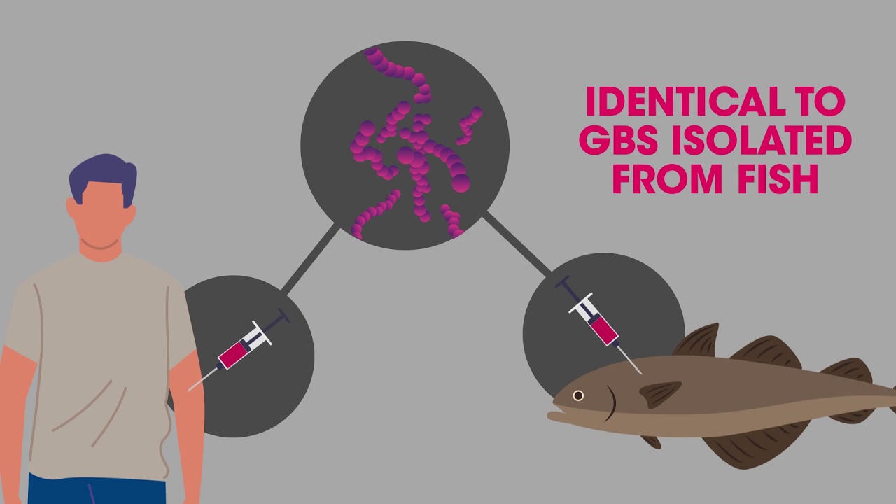 Disease Detectives: Unmasking an Unsuspected Killer - YouTube