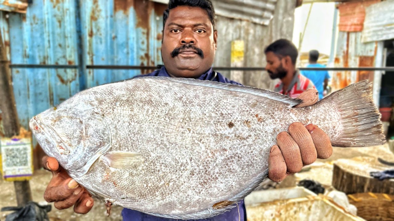KASIMEDU 🔥 SPEED SELVAM | BIG WHITE SOLE NAKKU FISH CUTTING VIDEO | 4K ...