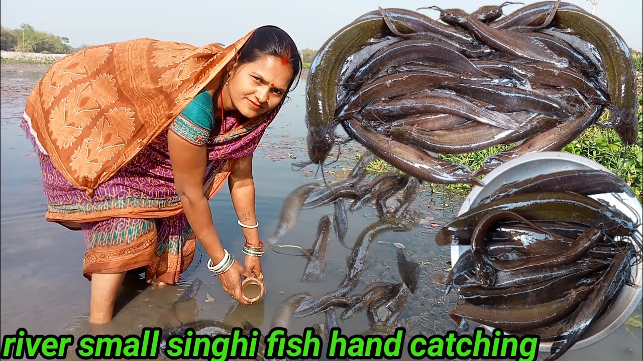 singhi fish recipe , Village girl fish cutting , singhi fish curry ...