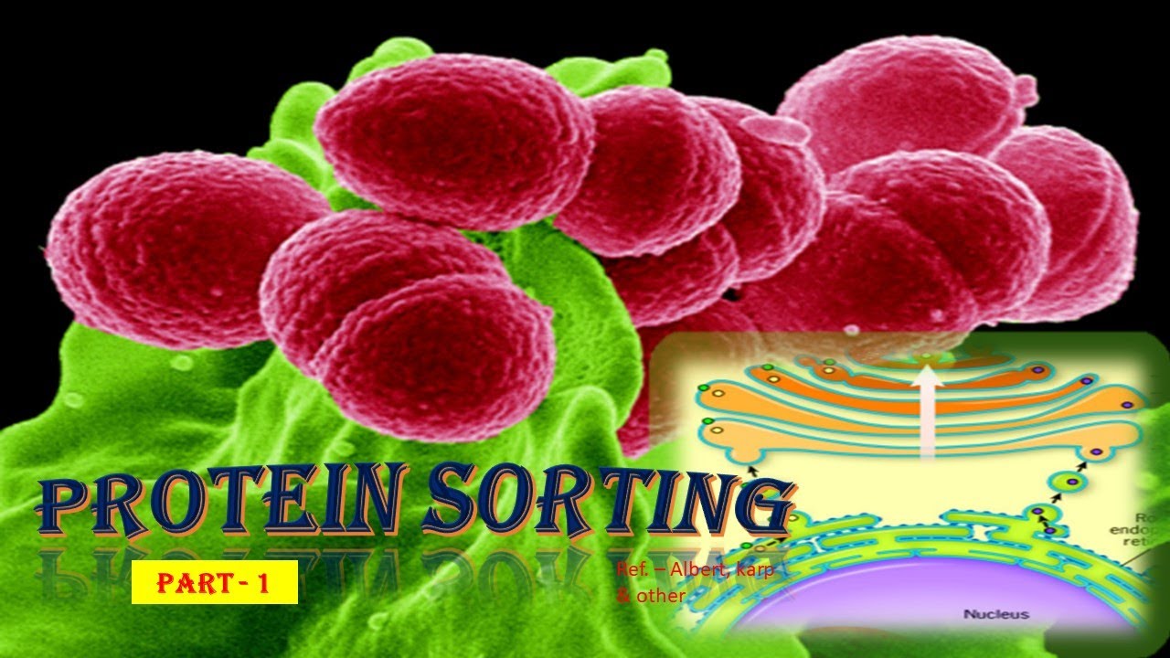 PROTEIN SORTING / types of protein targeting / protein trafficking ...