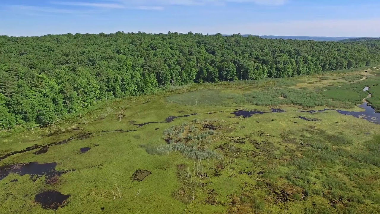TNC Johnsonburg Swamp Visit and Overlook - YouTube